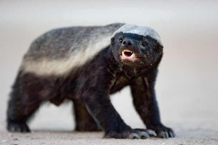 Você sabe o que é um Ratel? - SuperCuriosos